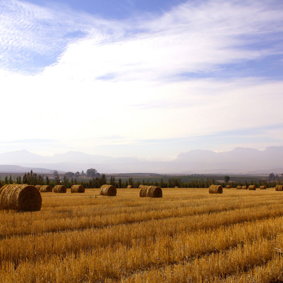 Visit Us And View Our Beautiful Farm | Cecilia's Farm