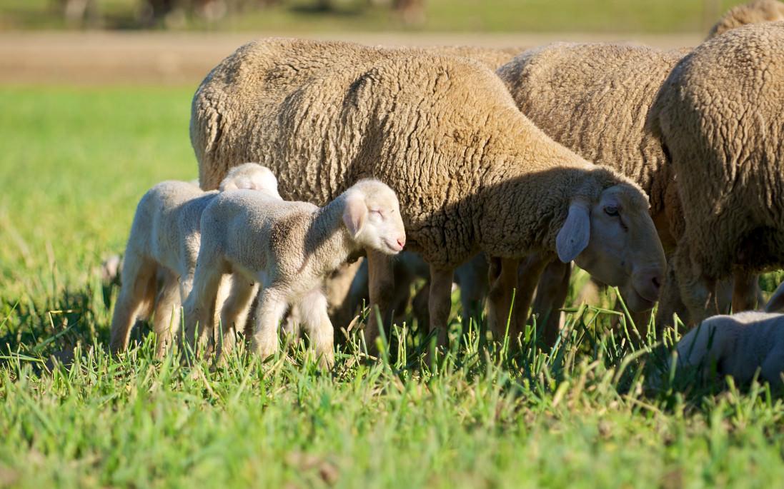 About Our World Of True Deliciousness | Cecilia's Farm