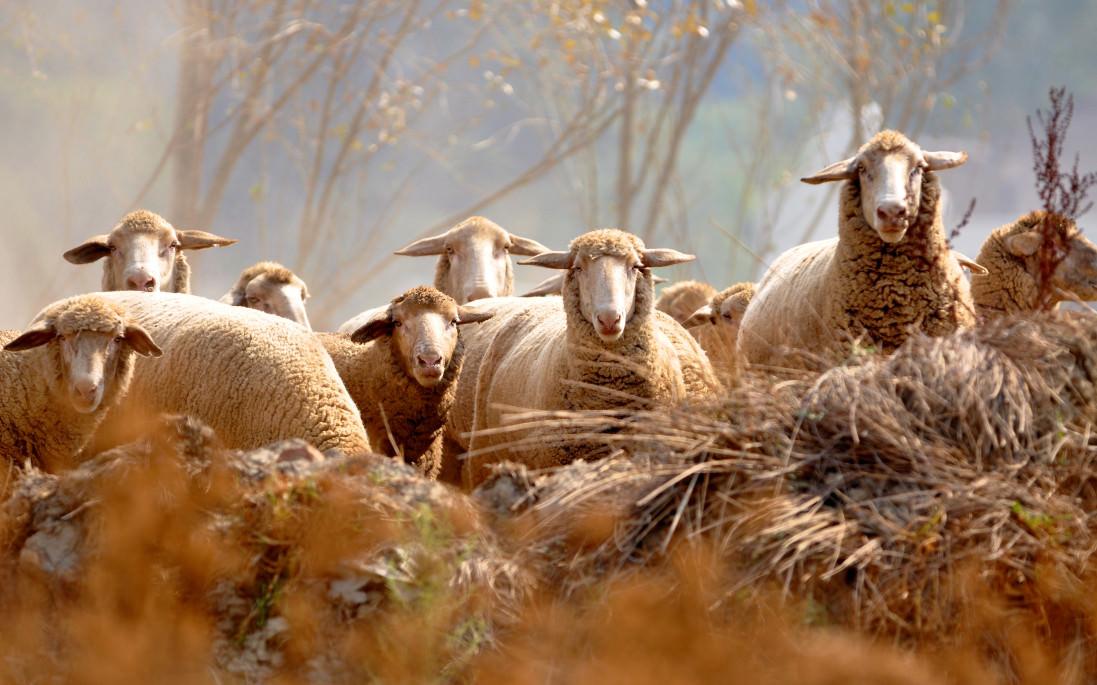 About Our World Of True Deliciousness | Cecilia's Farm