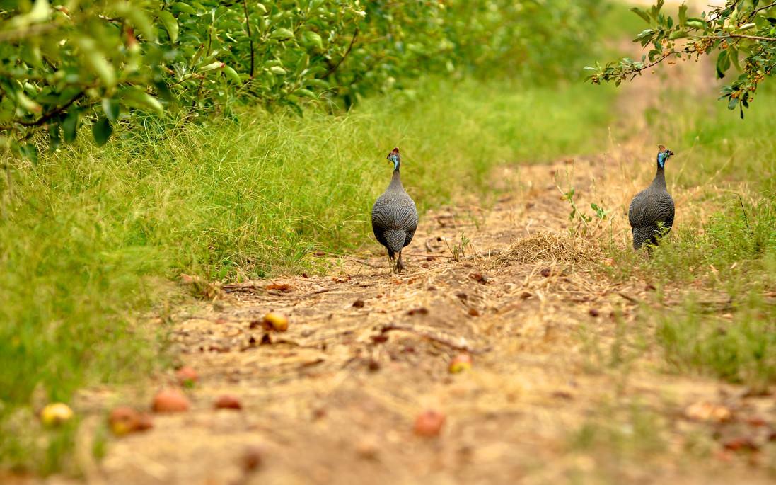 About Our World Of True Deliciousness | Cecilia's Farm